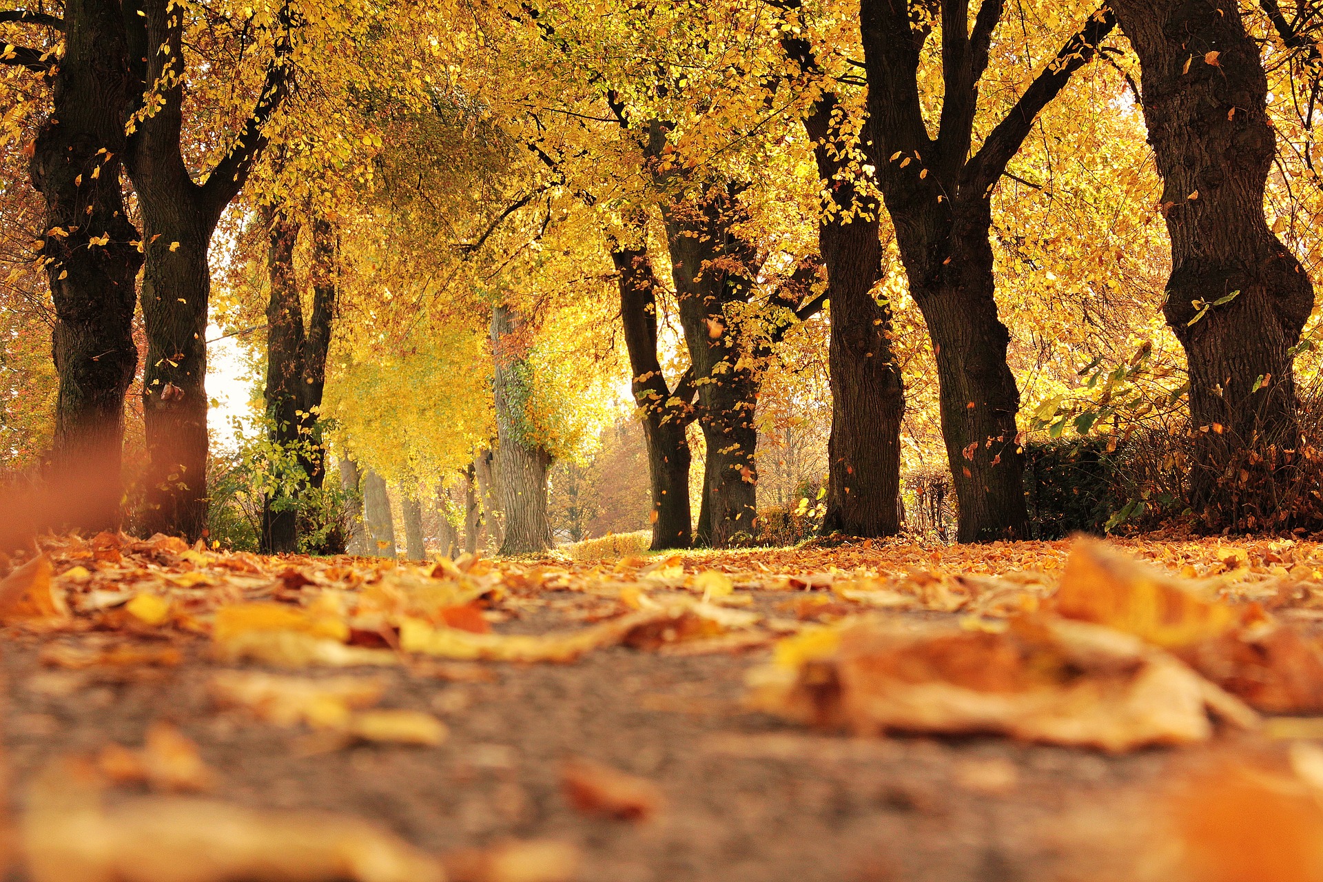 Dream Meaning Of Autumn Dream Interpretation