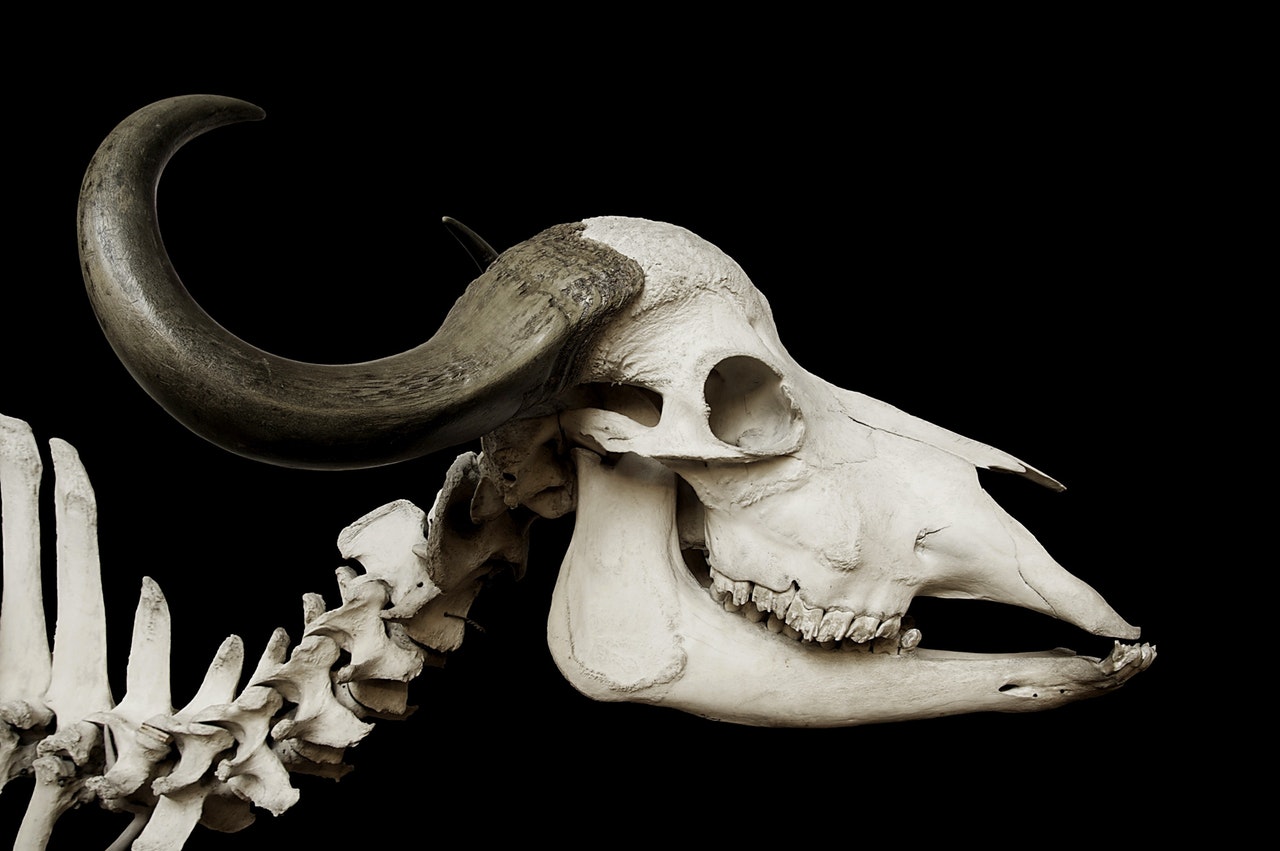 Dream Meaning Of Skeleton Dream Interpretation